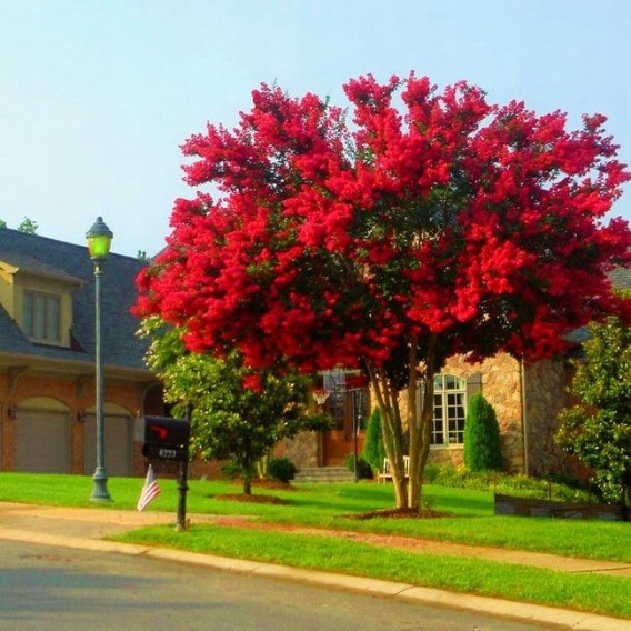 Lagerstroemia indyjska Red Imperator doniczka 2L